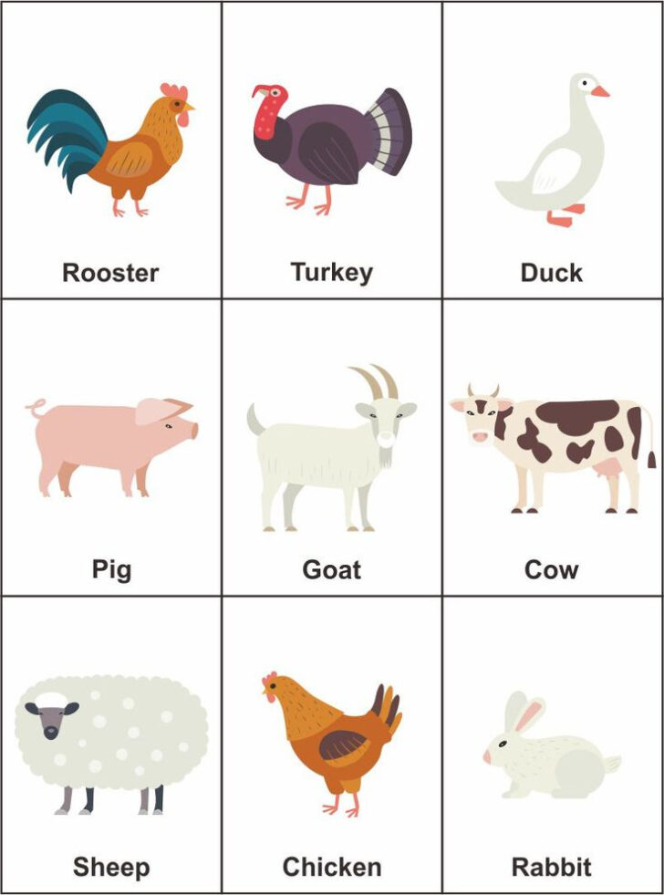 Preschool Farm Animal Flash Cards In 2020 Animal Flashcards Alphabet ...